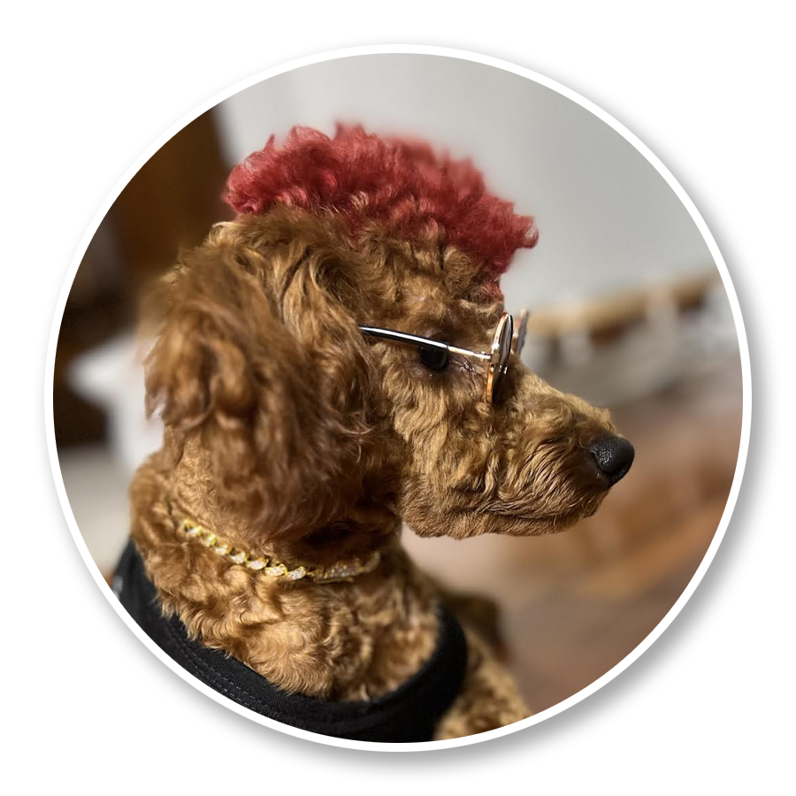 Donate in honor of Duke Cage – Barkus