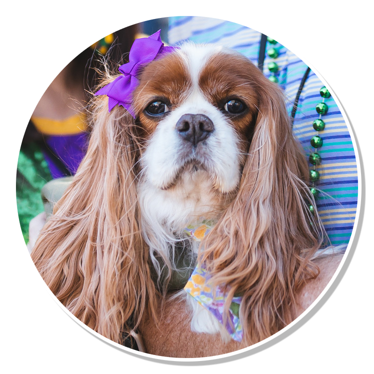 Donate in honor of Queen Bea Broussard – Barkus
